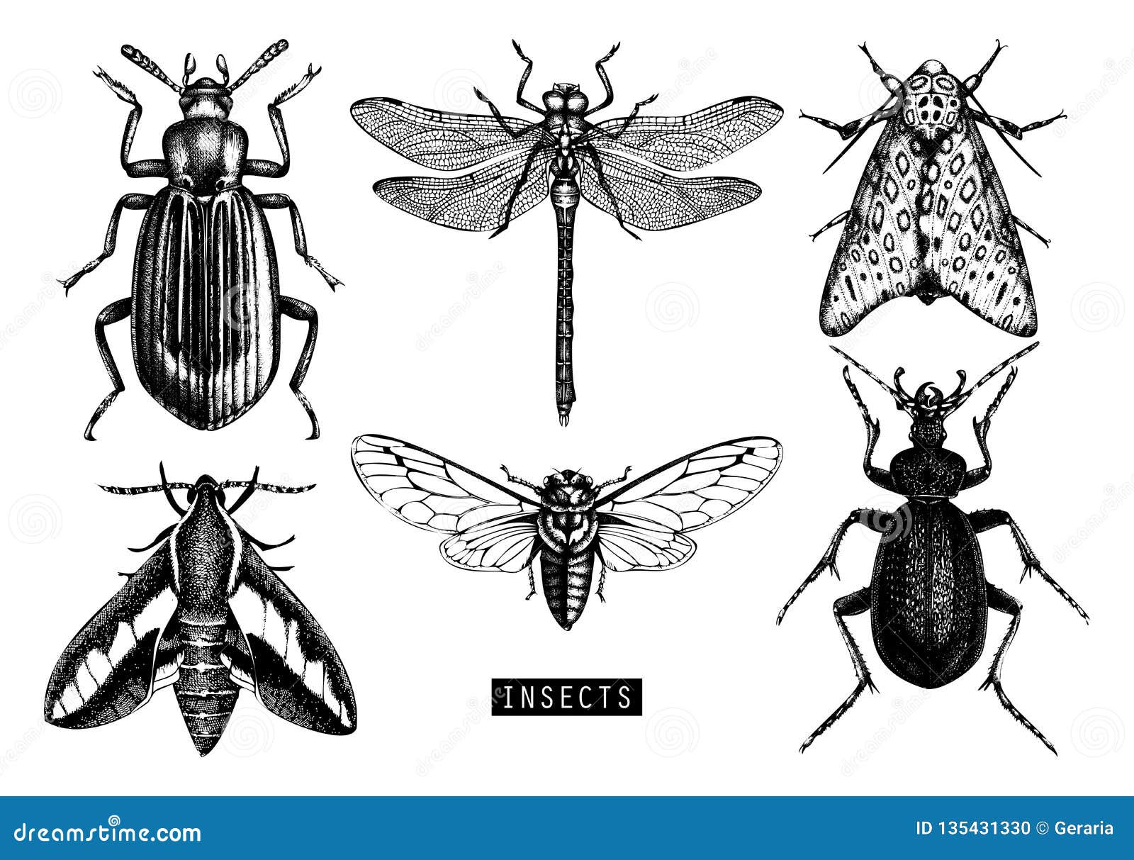 Mundo fascinante de los piojillos: Entomología de Psocoptera