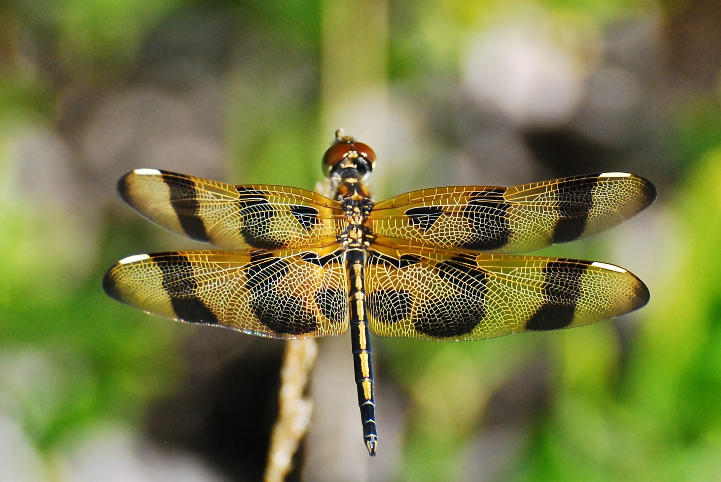 Aeshna sitchensis: Descubre los Secretos de la Libélula de los Bosques