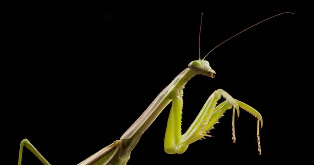Secretos de la Entomología de Empusa Fasciata, la Mantis Fascinante