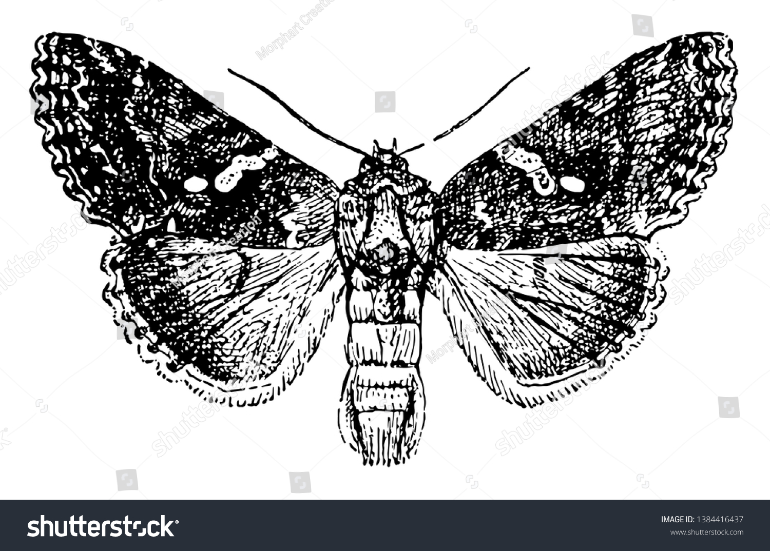 Explorando la fascinante entomología de la mariposa Plusia signata
