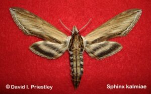 Fascinante entomología de la mariposa Sphinx kalmiae