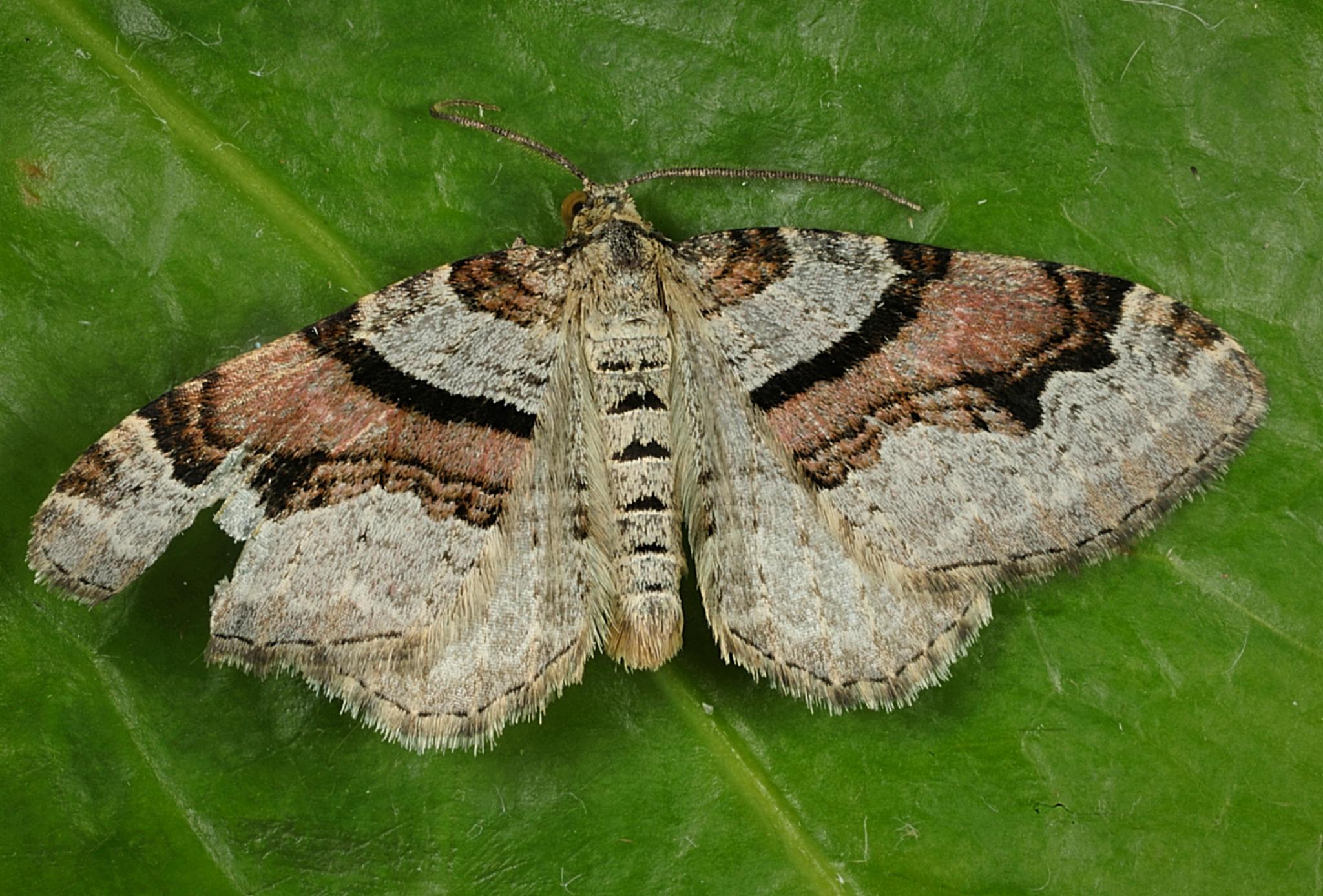 Secretos de la mariposa Xanthorhoe designata: Un viaje fascinante