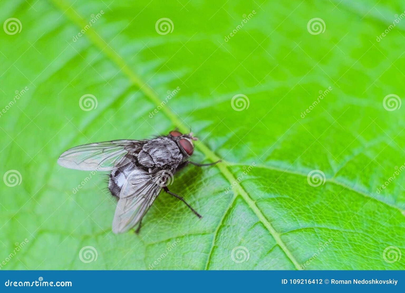 Sarcophaga argyrostoma: la mosca carnívora plateada