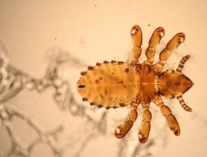 La vida del piojo del ganado: Entomología de Linognathus vituli