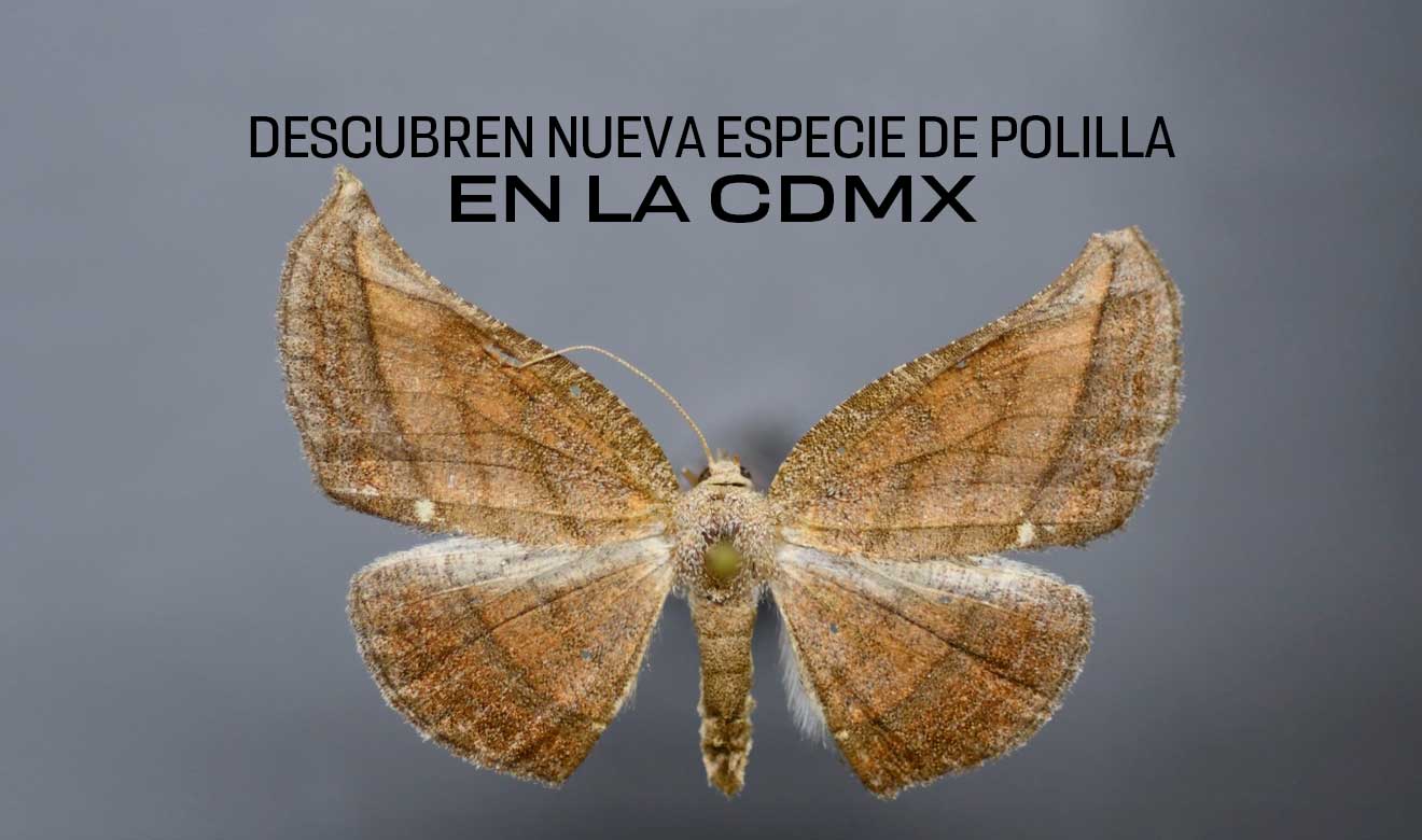 Secretos misteriosos de la polilla Hippotion eson