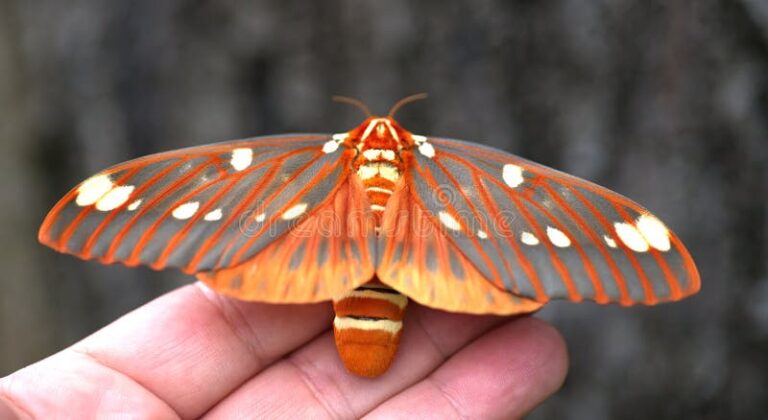Secretos de vida de la polilla Pyralis regalis con entomología