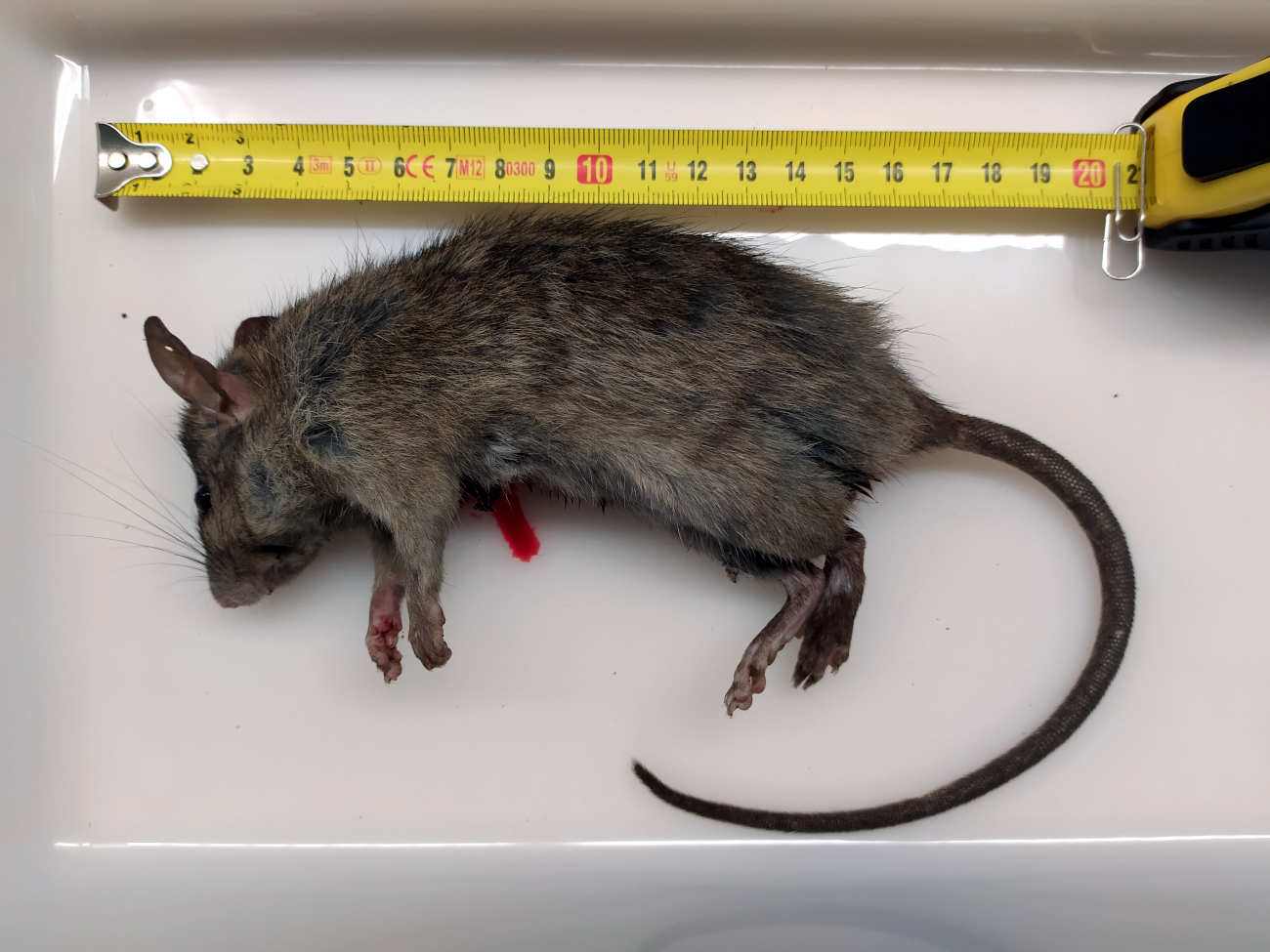 Pulga de la rata: una amenaza para la salud pública